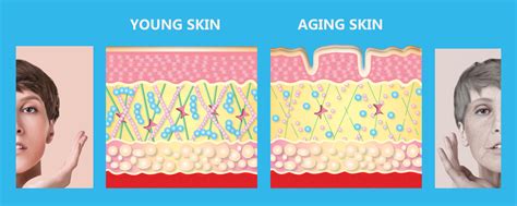 From Lab To Market The Rising Recombinant Collagen In The Chinese