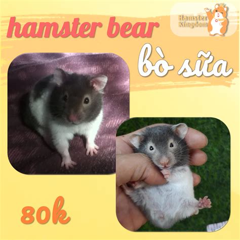 Hamster Bear Bò Sữa [chỈ Giao Hcm] Hamster Kingdom