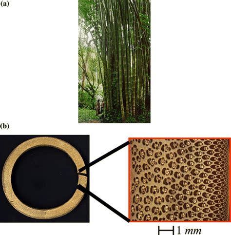 cellular structure in nature a bamboo stalks and b their cross section