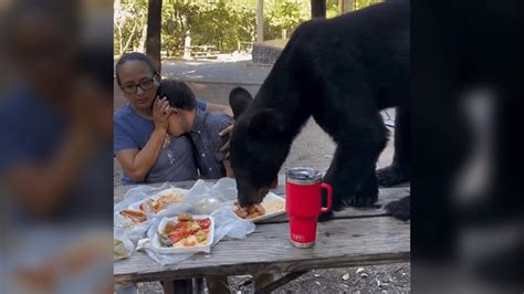 Oso Sorprende A Una Familia Y Se Come Sus Enchiladas En Un Parque De Nuevo Le N Elreporteromx