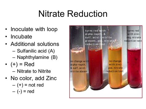 Nitrate Reduction Test Objective Principle Procedure And Result