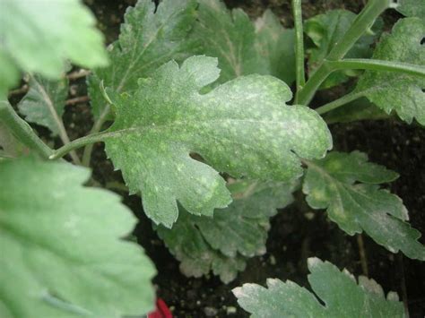 Chrysanthemum White Rust Archives Cornell Small Farms