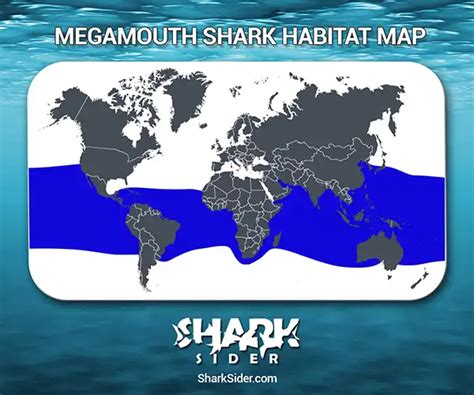 Megamouth Shark Facts Size Behavior Diet Pictures