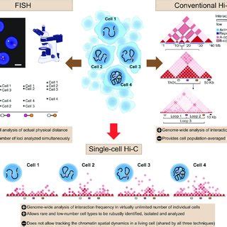 FISH Conventional Hi C And Single Cell Hi C Provide Complementary Download Scientific Diagram