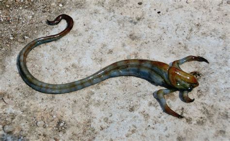 Alien Bug Концепты существ Мифические существа Рисунки животных