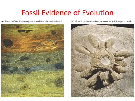 Ppt The Evidence For Evolution Powerpoint Presentation Free Download