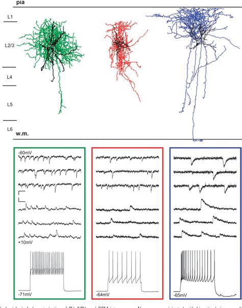 Figure 1 From Correlation Between Axonal Morphologies And Synaptic Input Kinetics Of