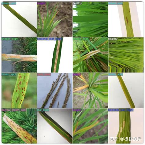分类数据集 水稻叶病虫害分类数据集下载 知乎