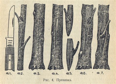 File:Michurin 0004 privivka.jpg - Wikimedia Commons