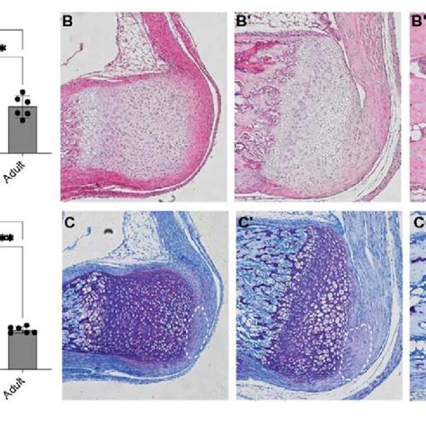 During Postnatal Development The Cellularity Of The Enthesis Download Scientific Diagram