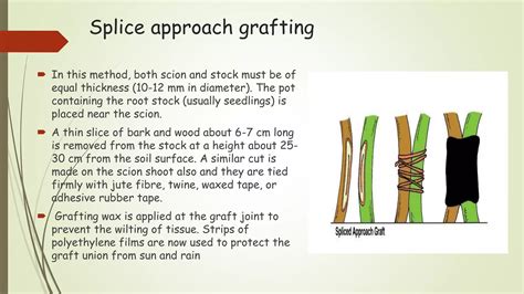 Asexual Propagation Pptx