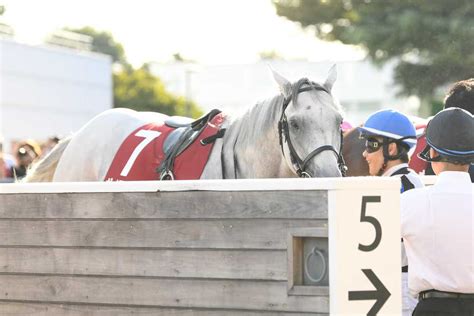 【3歳以上次走報】ガイアフォースは引き続き西村淳也騎手で天皇賞・秋へ｜競馬ニュース｜競馬予想のウマニティ
