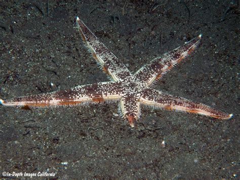 Luidia Armata California