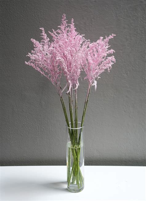 Aster Solidago Dyed Color Flower And Plant Free Delivery Toronto