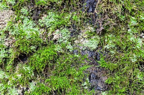 Premium Photo Green Lichen And Moss On Old Trunk Of Birch Tree