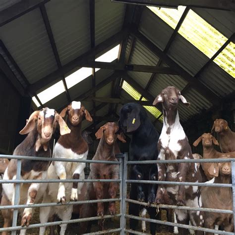 Cockerham Goats Home Facebook