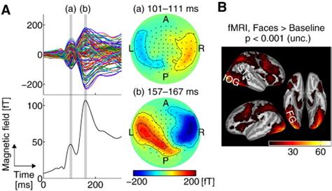 Real Meg And Fmri Data Acquired During A Face Perception Task A Download Scientific Diagram
