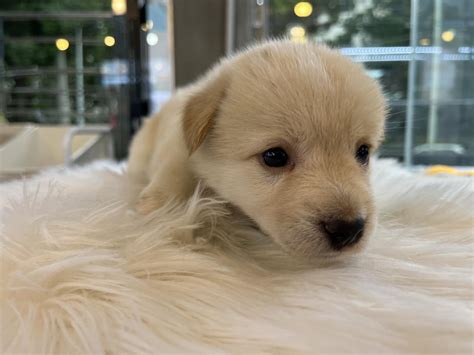 믹스견 은불 티컵말티푸분양하는곳 티컵푸들분양하는곳 티컵강아지분양하는곳 화이트비숑프리제분양 화이트포메라니안분양 화이트말티즈분양 화이트말티푸분양 화이트푸들분양 화이트먼치킨분양