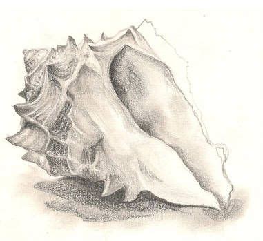 Sea Shells On The Sea Shore By MidnightPeace On DeviantArt Sea Life Art Sea Shells Natural