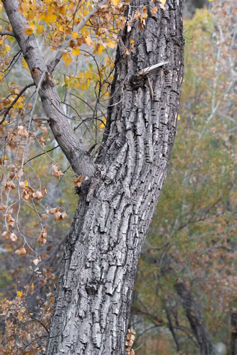 Cottonwood Trees Riparian Giants