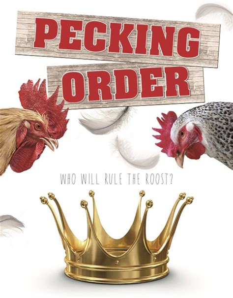 Understanding The Pecking Order Bitchin Chickens