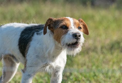Rough Haired Jack Russell Terrier