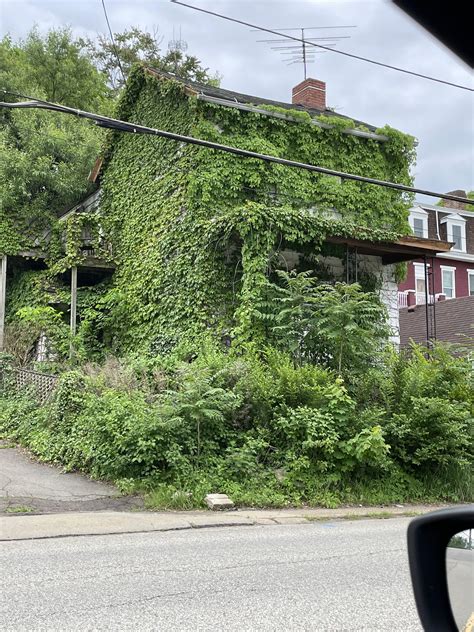 This House That Is Being Overtaken By Vines Rmildlyinteresting