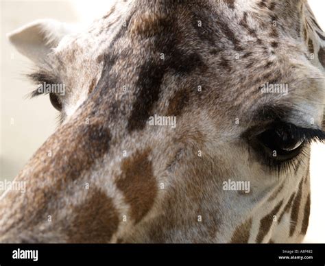 Giraffes Eyelashes