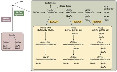 Glucosylceramide Analysis Service Creative Proteomics