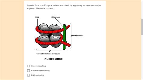 Solved Which Transports Lactose Into Lactose Utilization By