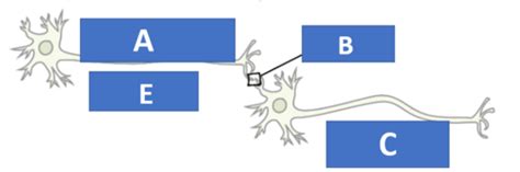 The Synapse Flashcards Quizlet