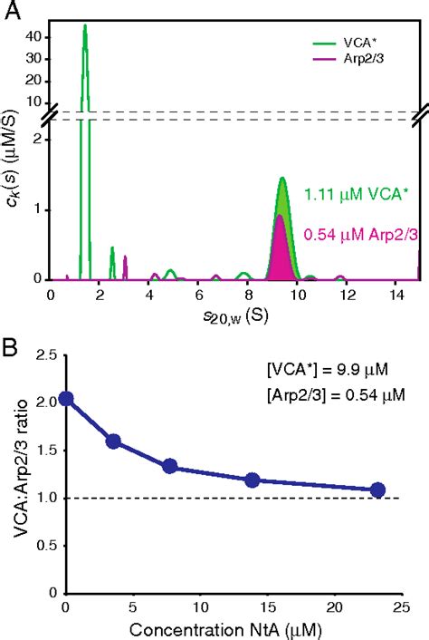 Figure 1 From Arp2 3 Complex Is Bound And Activated By Two Wasp Proteins Semantic Scholar