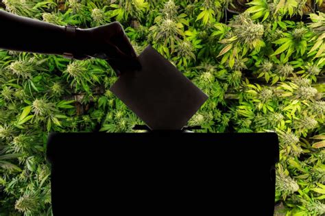 Cannabis Voters Guide To Election 2024 Greenstate
