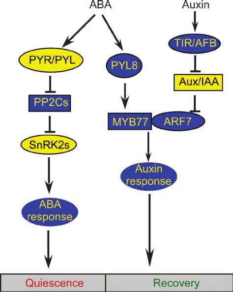 Proposed Model Of Aba Response Pathways In Regulating Lateral Root