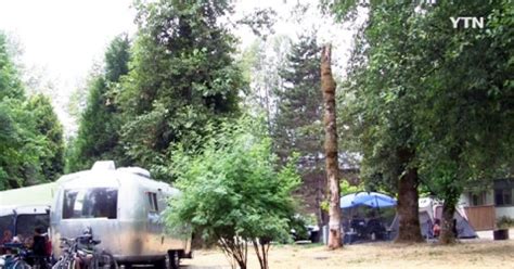 캠핑 숲에서 조용히 살다 나오기