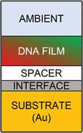 Scheme Of The Fivelayer Model Download Scientific Diagram