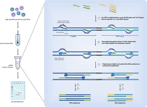 Schematic Illustration Of Rpa And Multiplex 2 Gene Amplification
