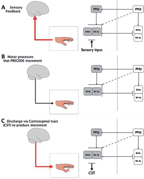 Three Factors Influencing Motor Function Recovery After A Stroke And