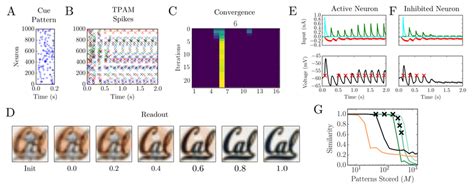 memory network with sparse spike timing patterns the network is cued