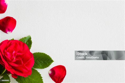 흰색 바탕에 빨간 로즈입니다 인사말 카드입니다 텍스트에 대 한 빈 장소입니다 Invitational에 대한 스톡 사진 및 기타 이미지 Invitational 감사