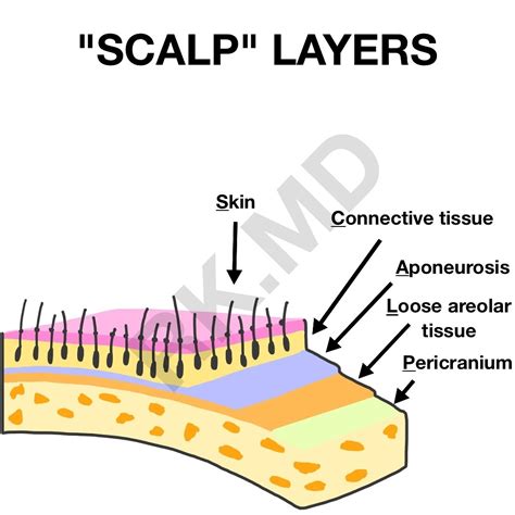Rishi Did You Know The Word “scalp” Is An Acronym For The Five Layers Its Composed Of 🤔 The
