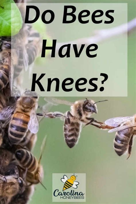 Do Bees Have Knees Seriously Artofit