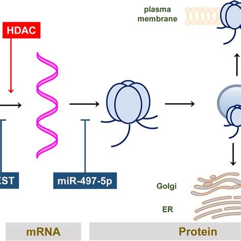 Transcriptional Post Transcriptional And Post Translational