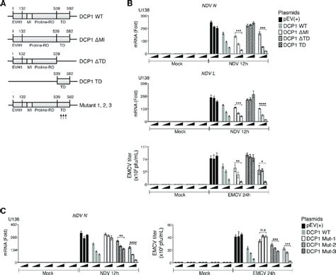 Deletion Of The Trimerization Domain Of Dcp1 Abolishes Its Antiviral Download Scientific