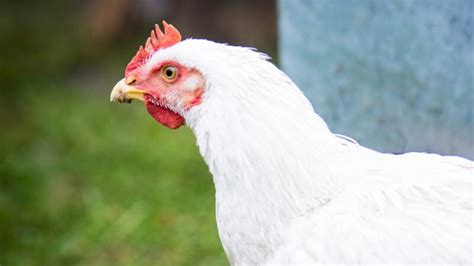 Amberlink Chickens A Comprehensive Guide To Their Egg Laying Prowess Farm And Chill