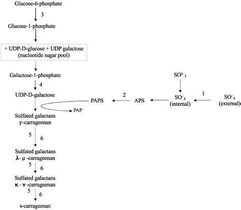 S Assimilation Influences In Carrageenan Biosynthesis Genes During