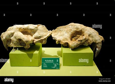 Fossil Museum China Fotos Und Bildmaterial In Hoher Auflösung Alamy