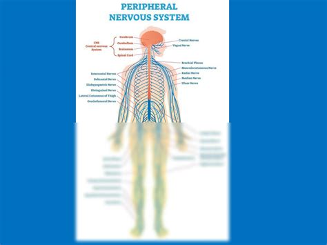 Solution Peripheral Nervous System Spinal Nerves Plexus Anatomy