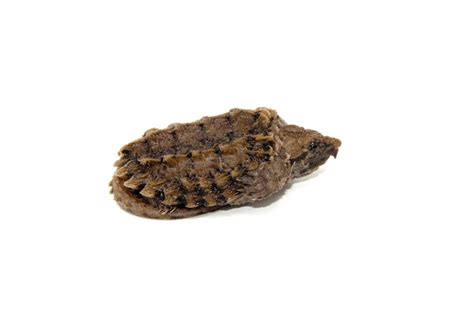 Alligator Snapping Turtles For Sale American Reptile Distributors