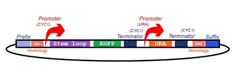 Teamnefu Chinalock Key